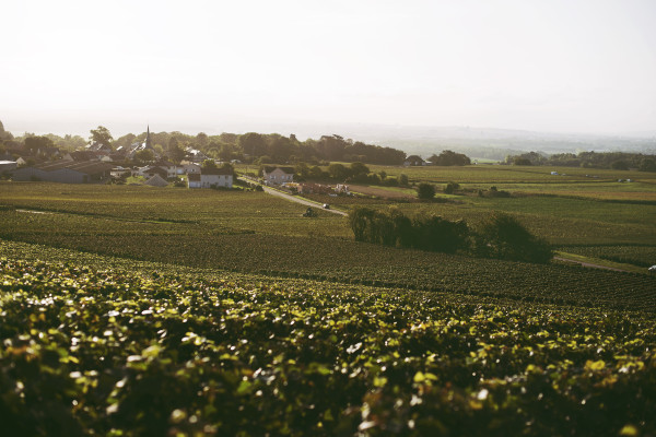 Randonnées et balades dans les vignes aux alentours d'Epernay