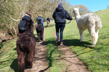 garth alpacas